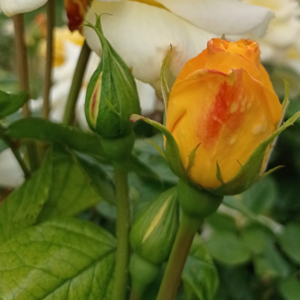 Ludwig Bildung and other intentions of learning - Interpret Europe